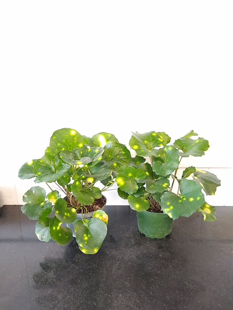 Firefly Leopard Plant | PlantVine