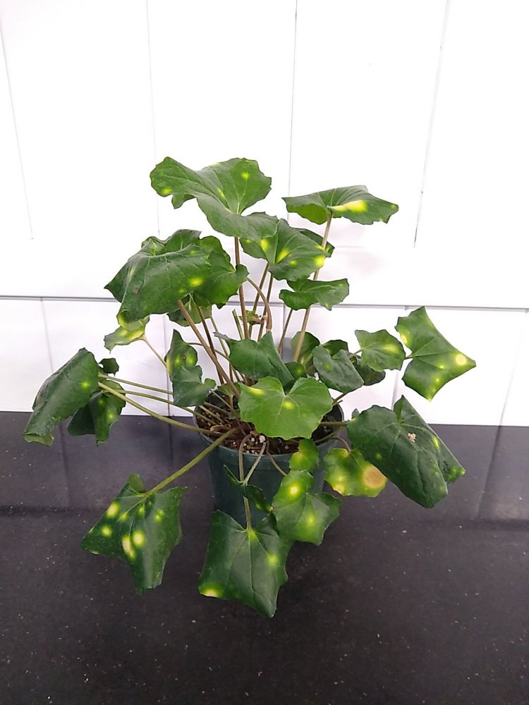 Firefly Leopard Plant | PlantVine