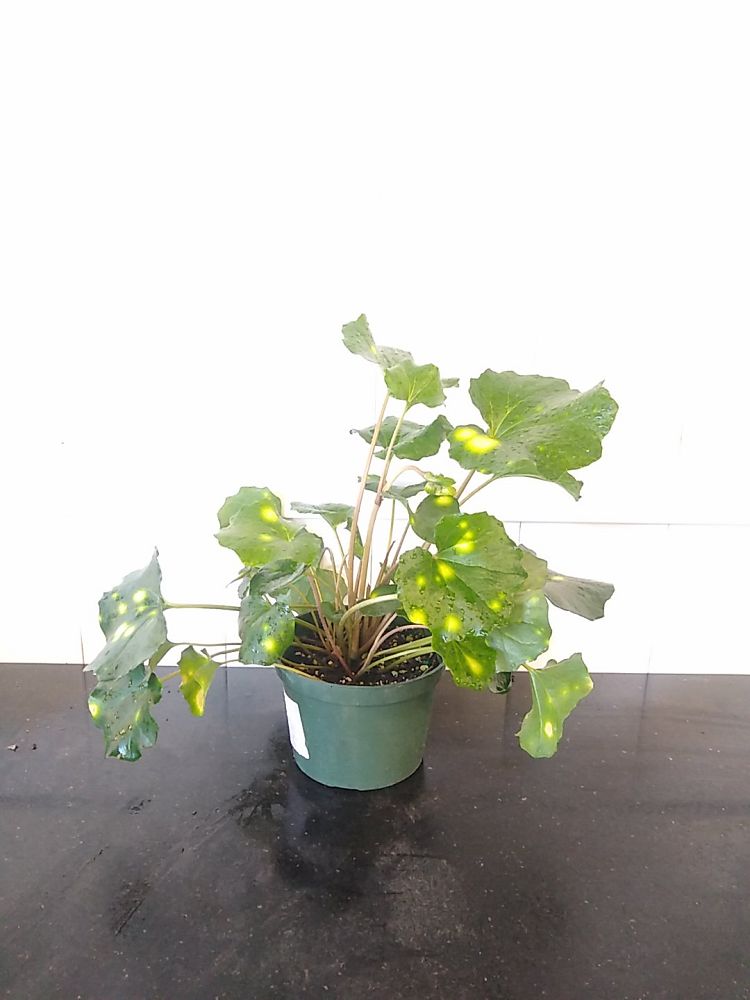 Firefly Leopard Plant | PlantVine