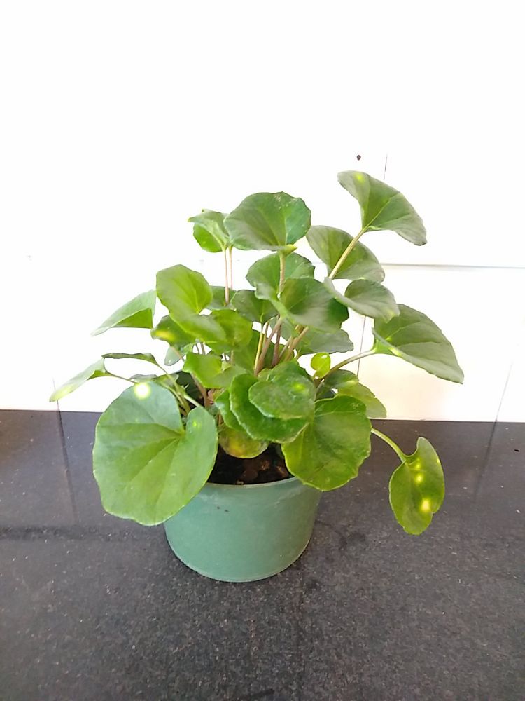 Firefly Leopard Plant | PlantVine