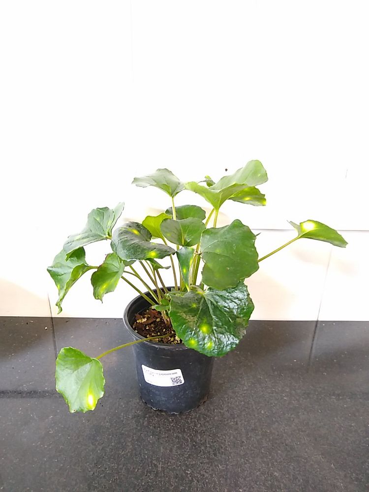 Firefly Leopard Plant | PlantVine
