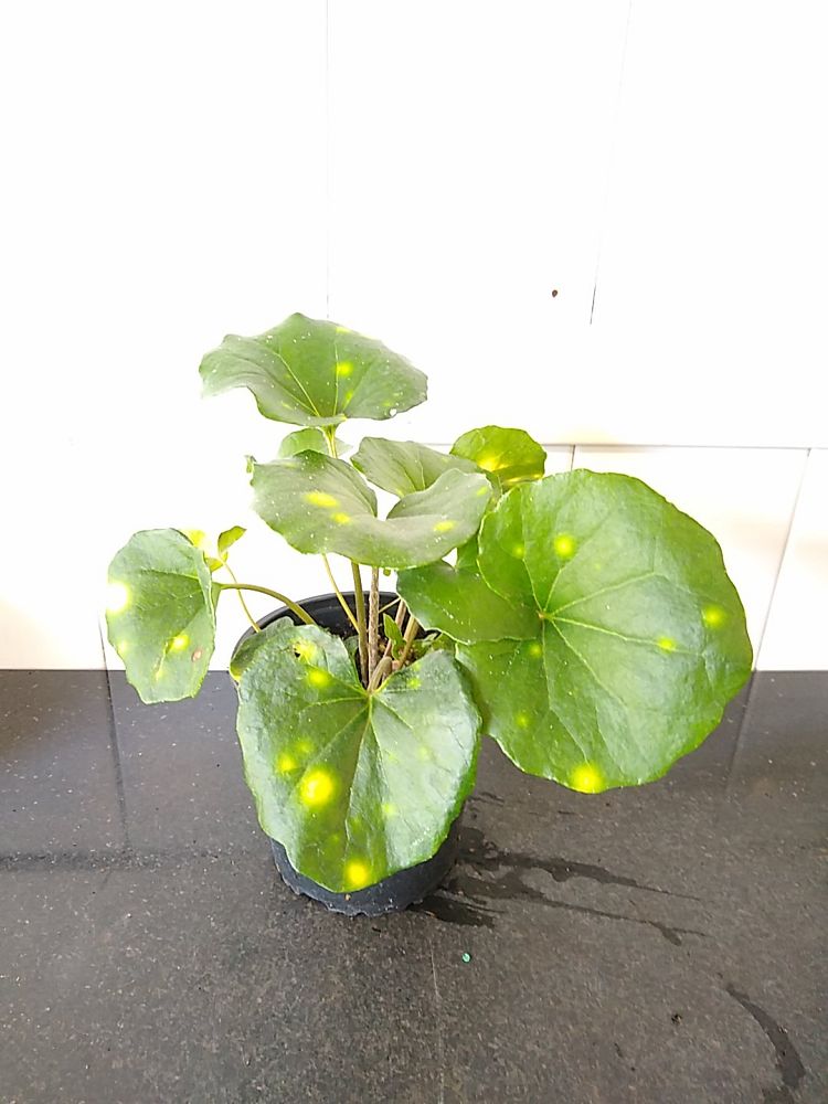 Firefly Leopard Plant | PlantVine