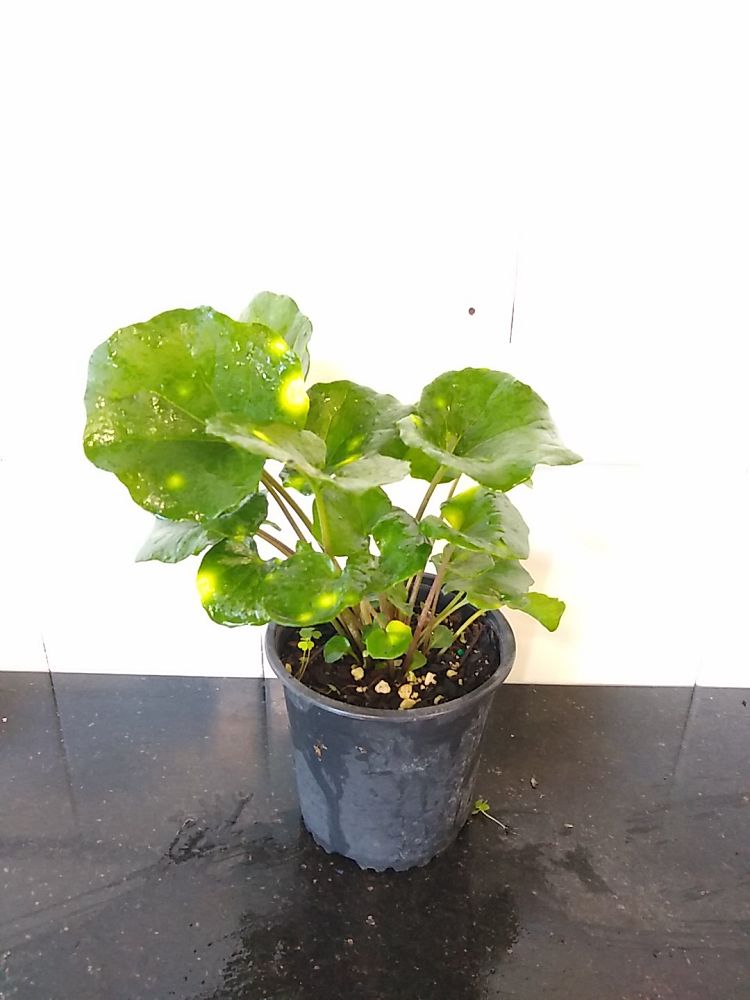 Firefly Leopard Plant | PlantVine