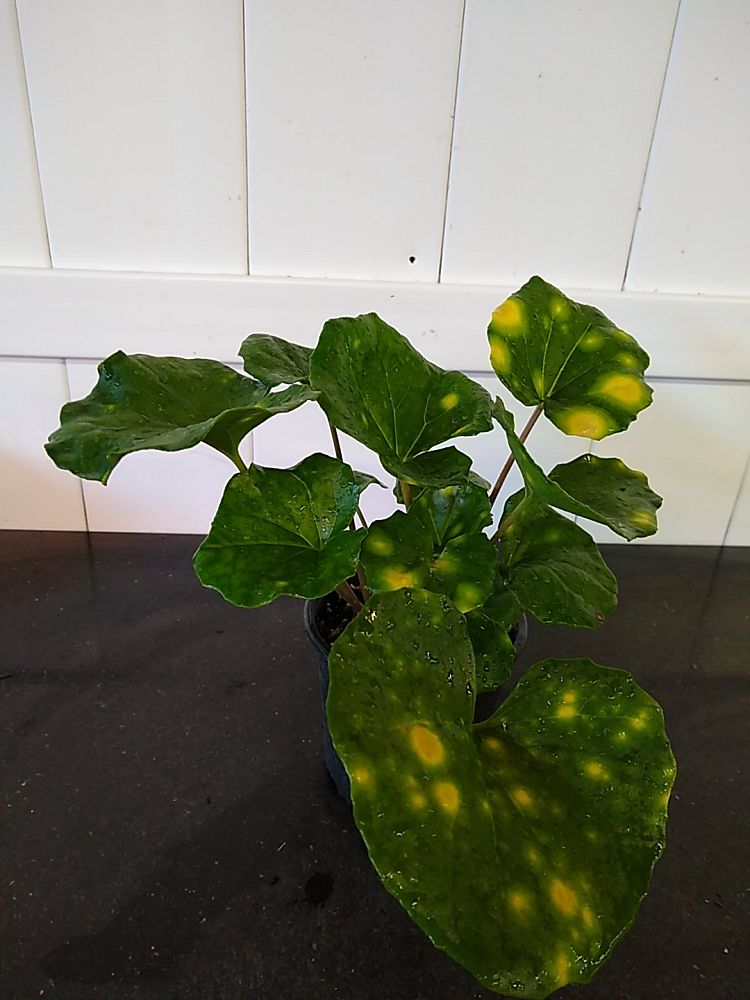 Firefly Leopard Plant | PlantVine