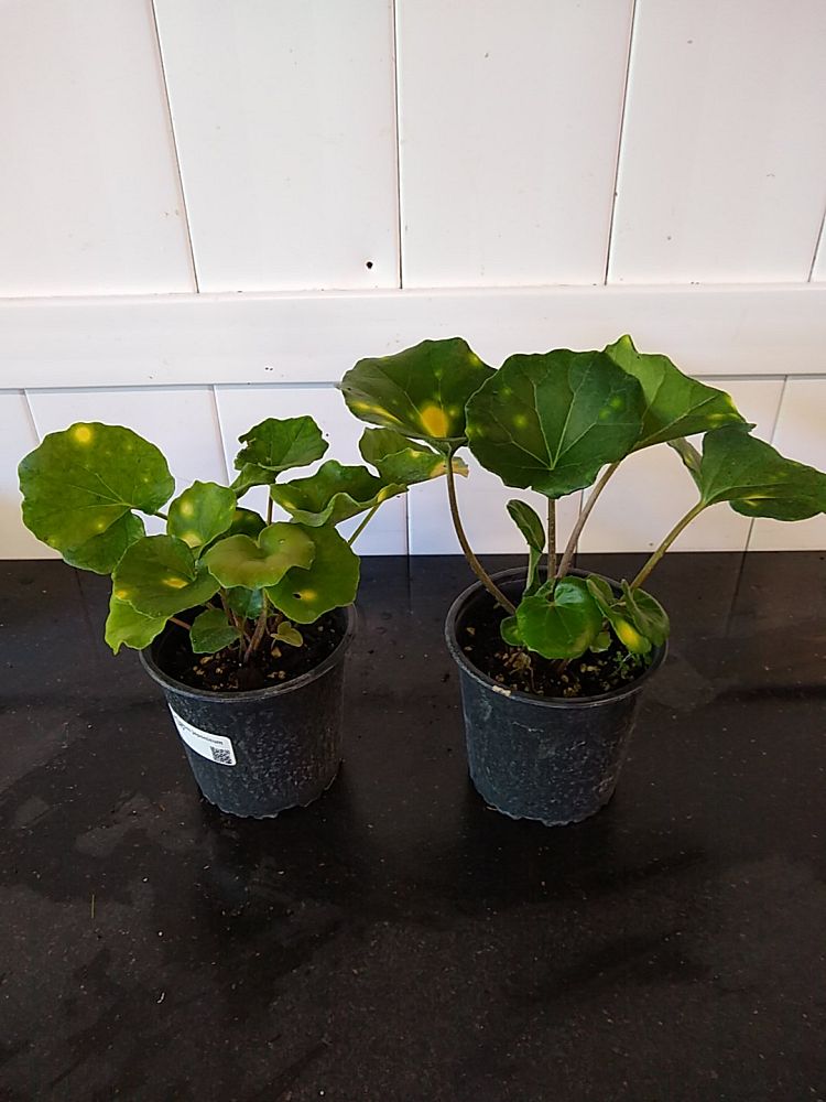 Firefly Leopard Plant | PlantVine