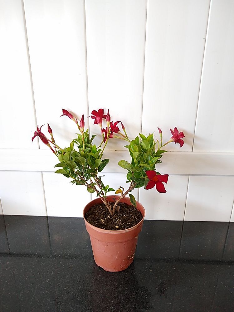 Red Dipladenia | PlantVine