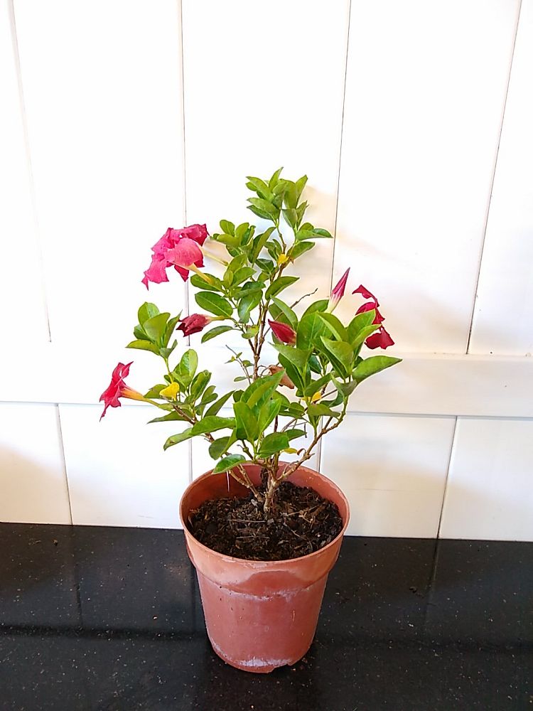 Red Dipladenia | PlantVine