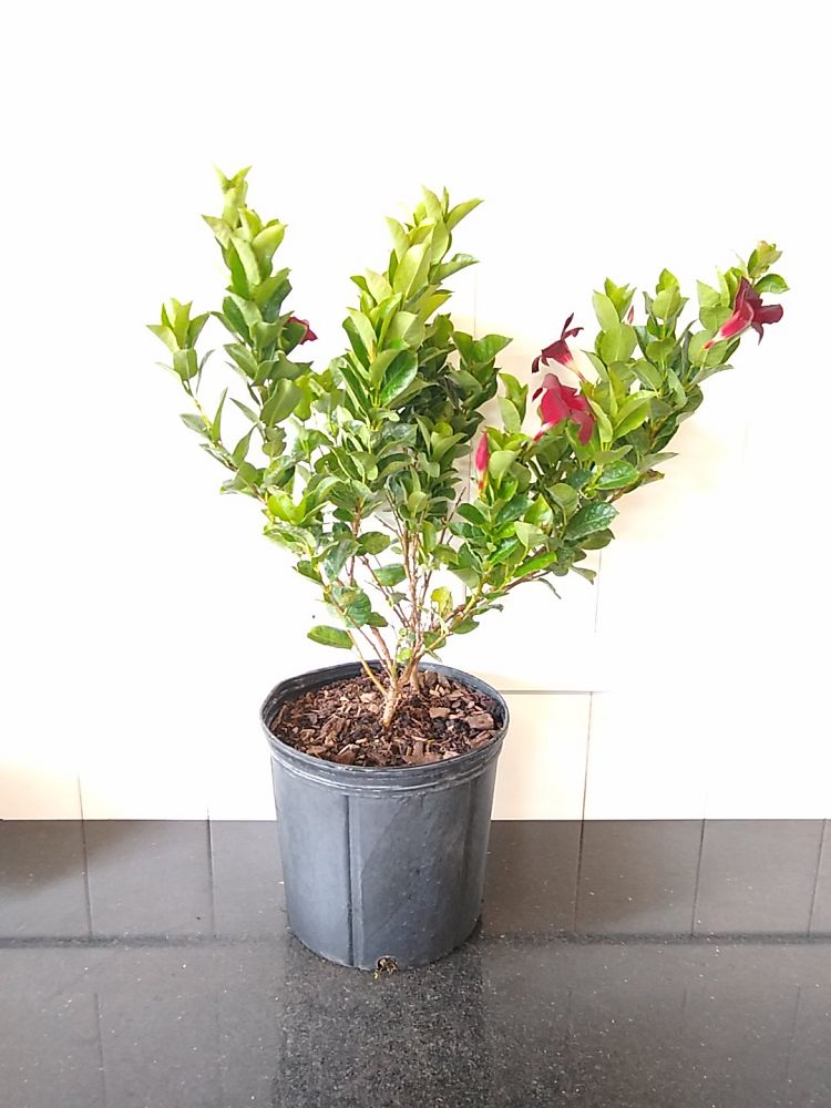 Red Dipladenia | PlantVine
