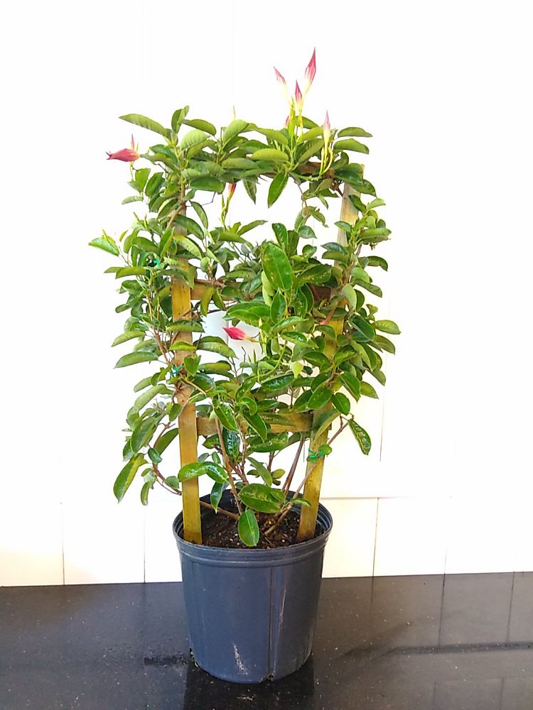 Red Dipladenia | PlantVine
