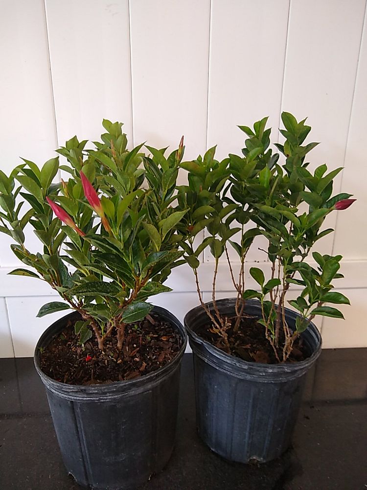 Red Dipladenia | PlantVine