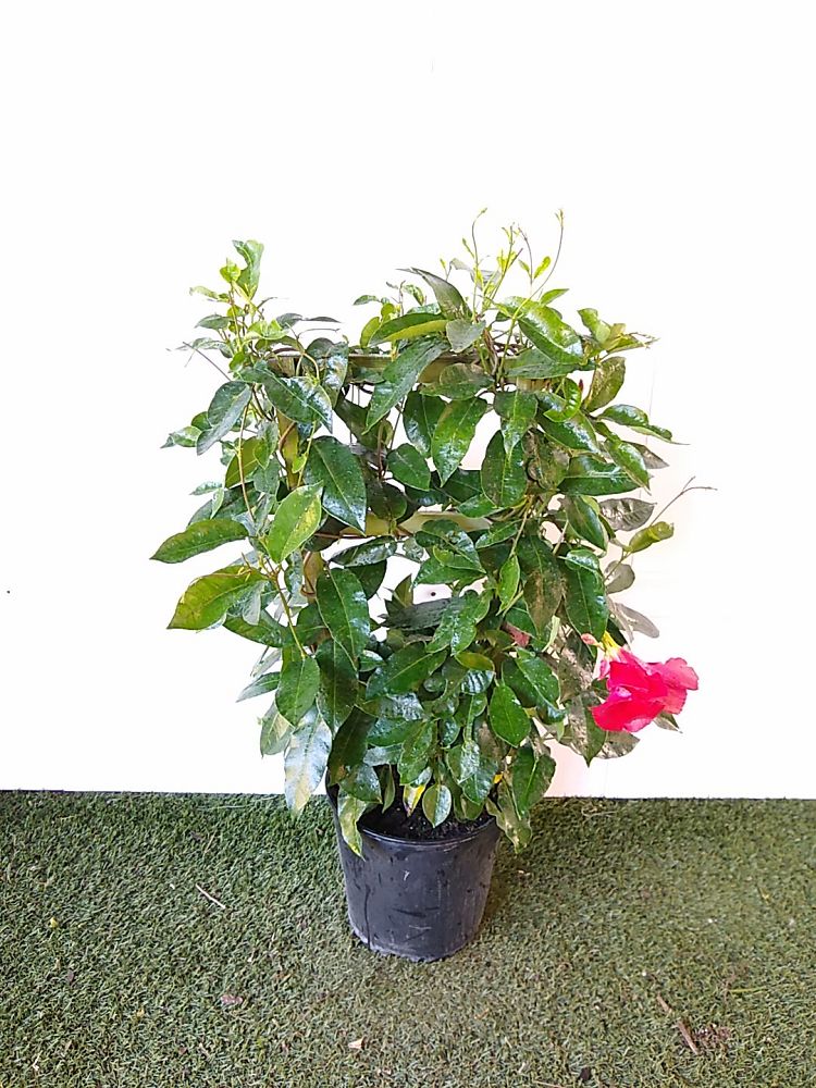 Red Dipladenia | PlantVine