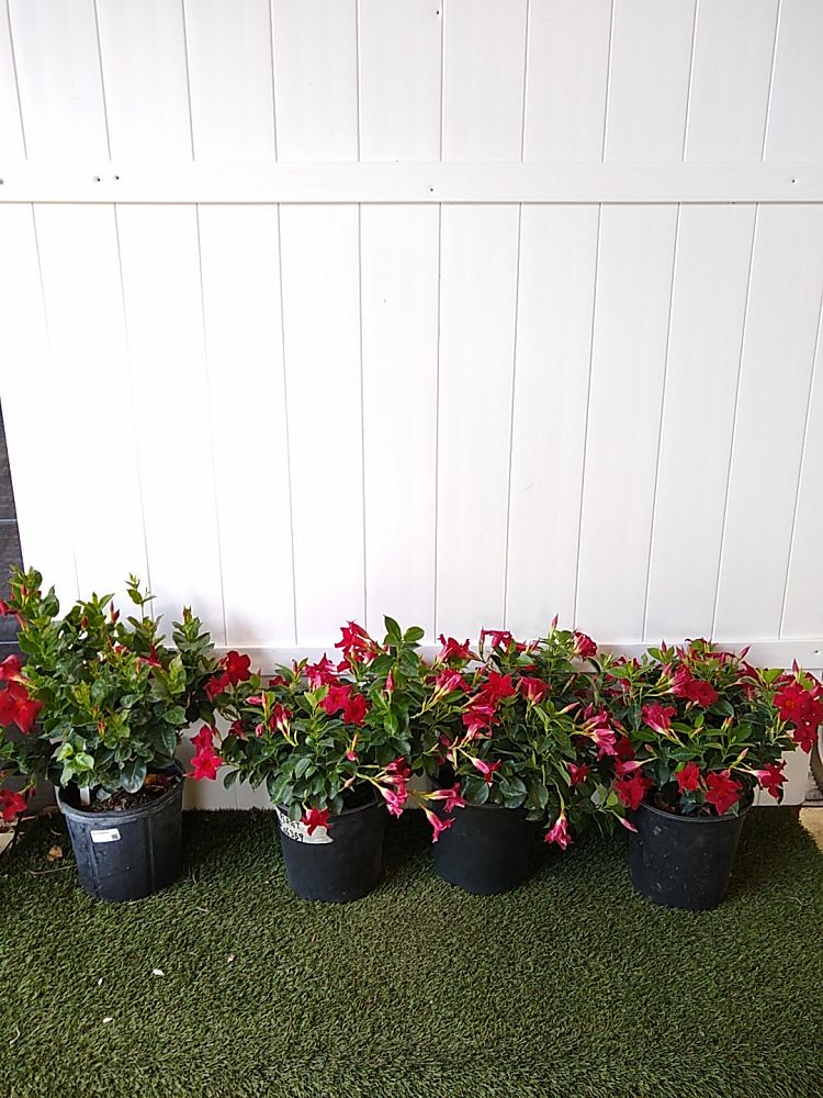Red Dipladenia | PlantVine