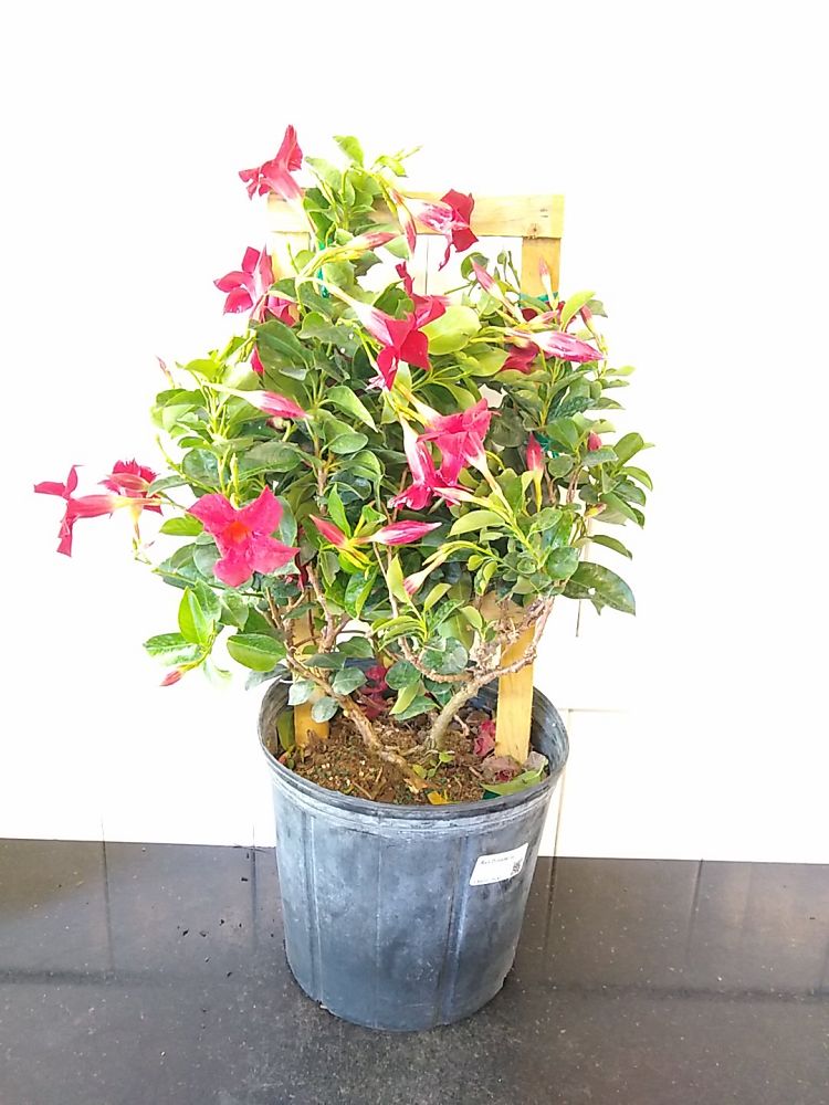 Red Dipladenia | PlantVine