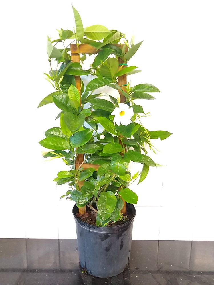 White Dipladenia | PlantVine