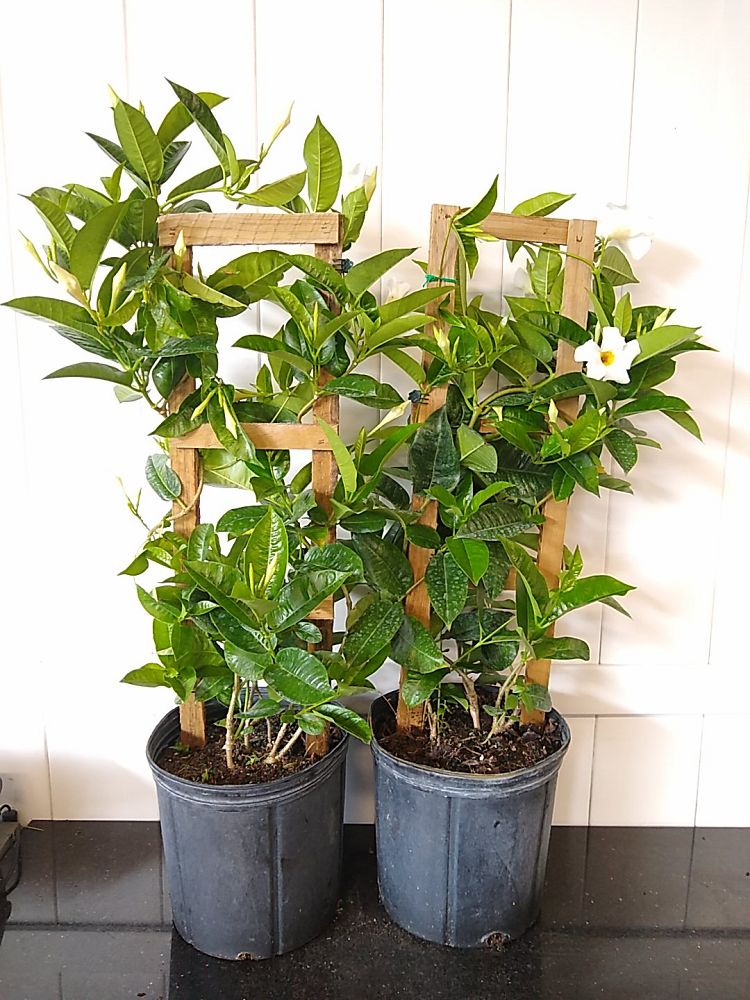 White Dipladenia | PlantVine