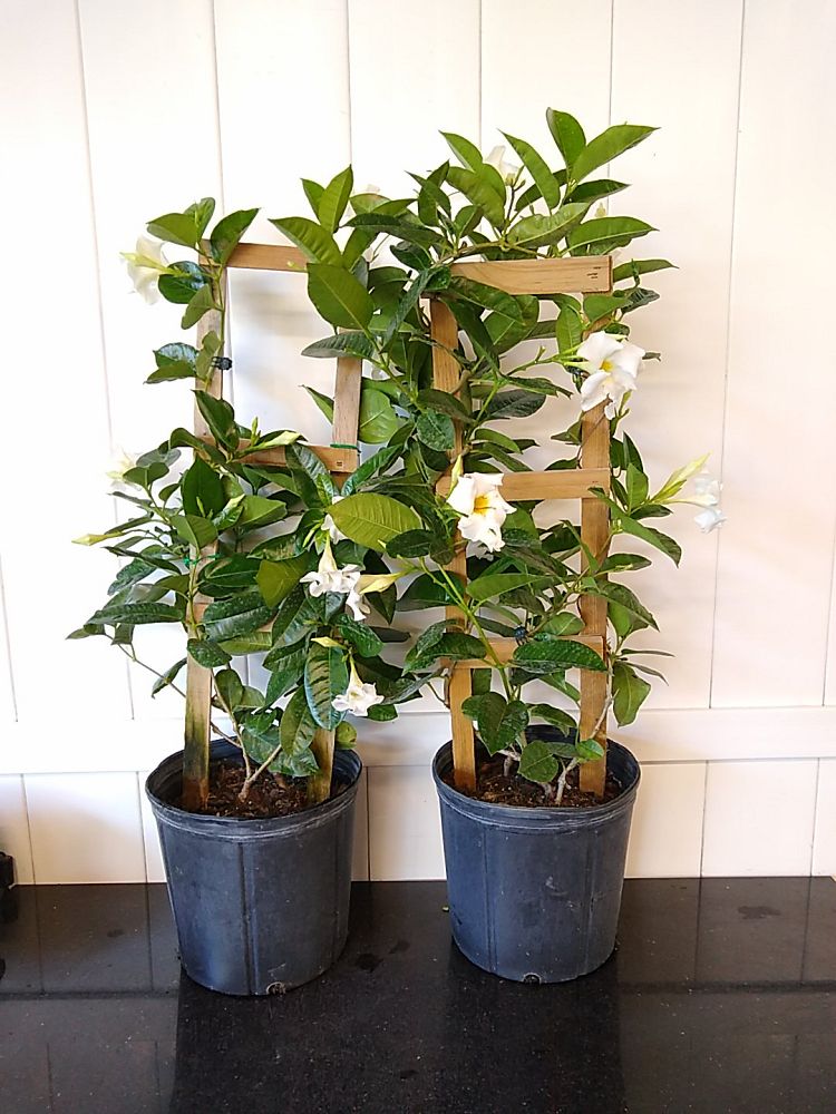 White Dipladenia | PlantVine