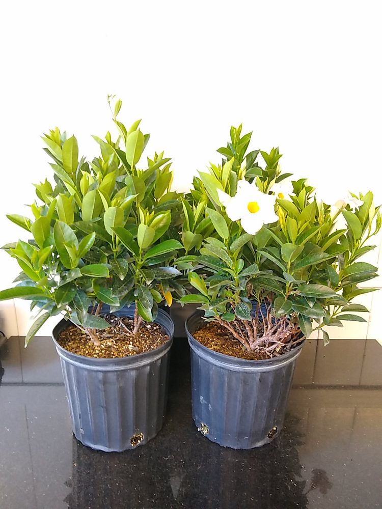 White Dipladenia | PlantVine