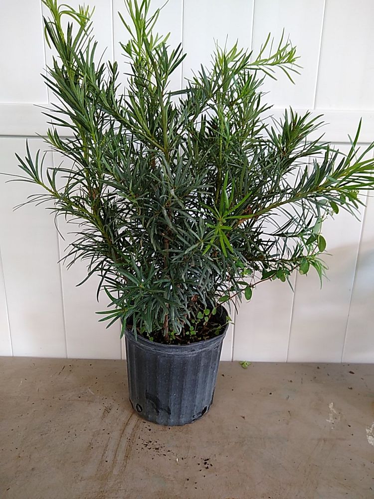 Podocarpus macrophyllus ‘Pringles’, Japanese Yew | PlantVine