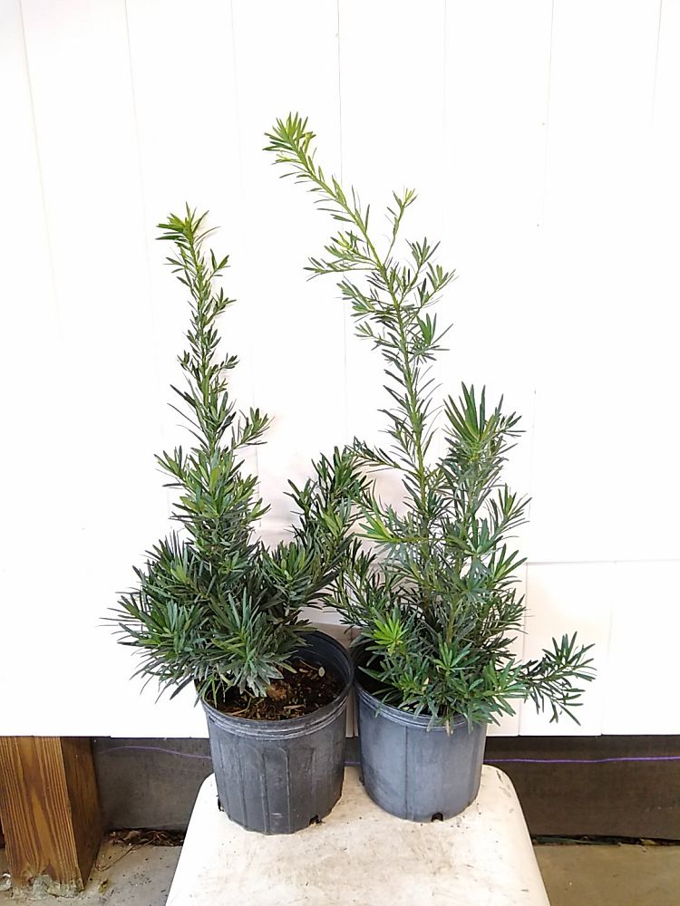 Podocarpus macrophyllus ‘Pringles’, Japanese Yew | PlantVine