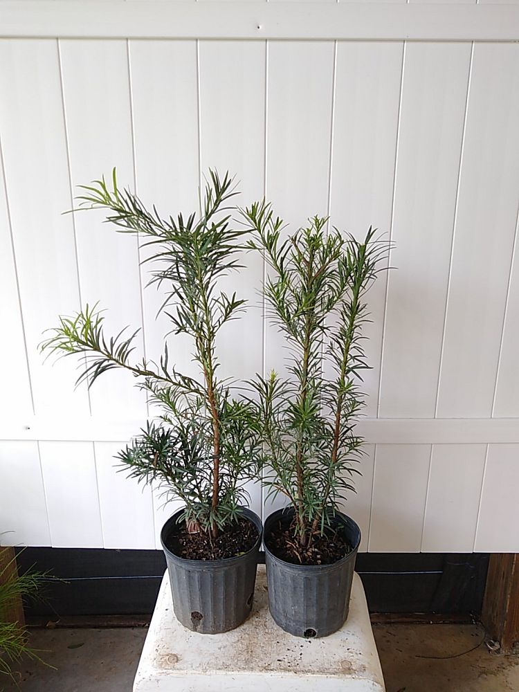 Podocarpus macrophyllus ‘Pringles’, Japanese Yew | PlantVine