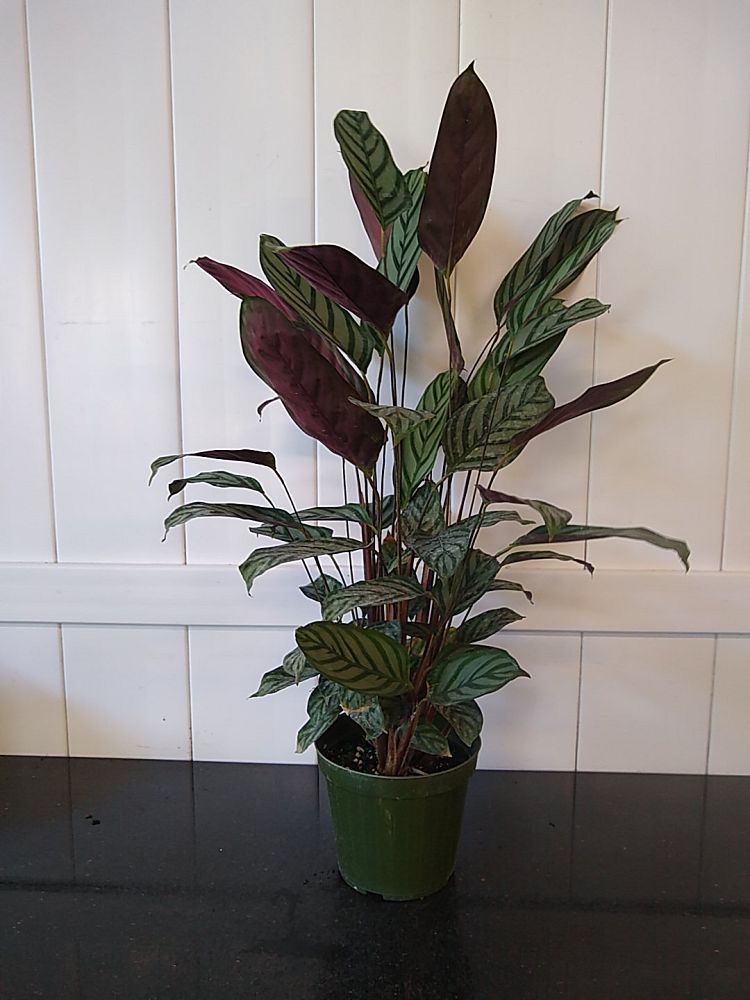 Calathea Setosa / Exotica | PlantVine