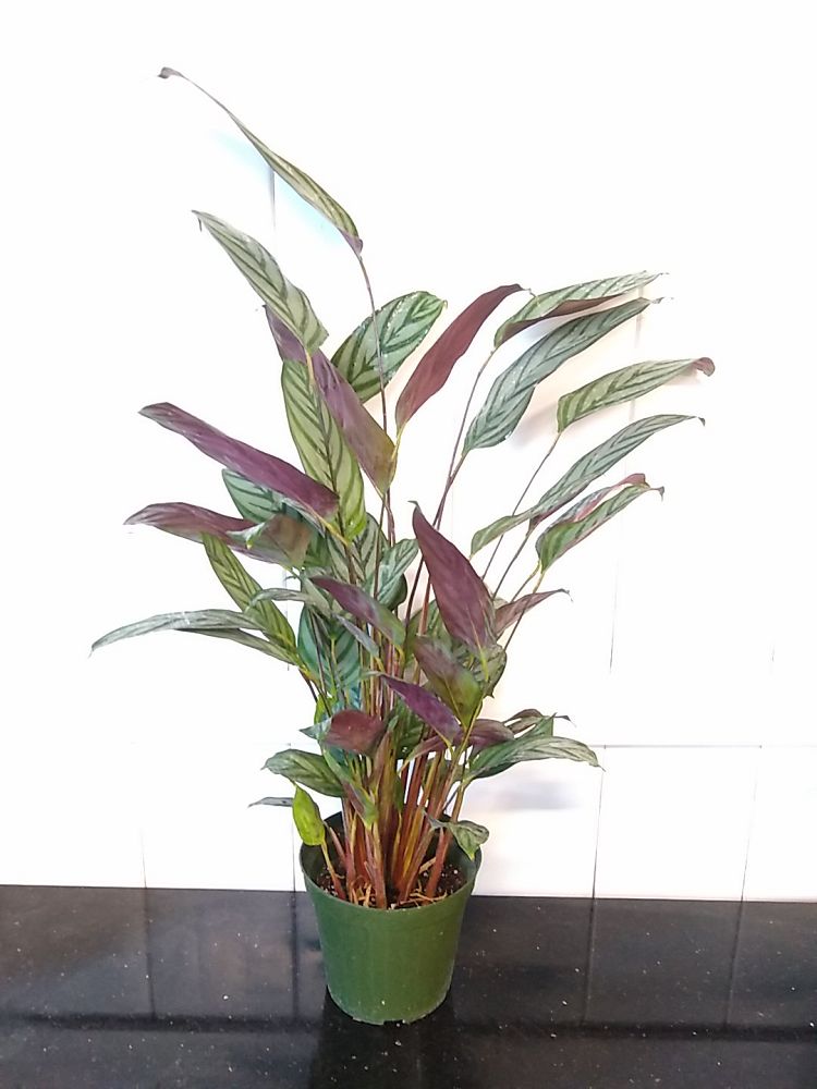 Calathea Setosa / Exotica | PlantVine