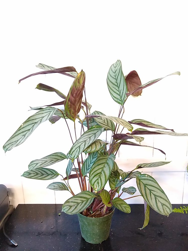 Calathea Setosa / Exotica | PlantVine