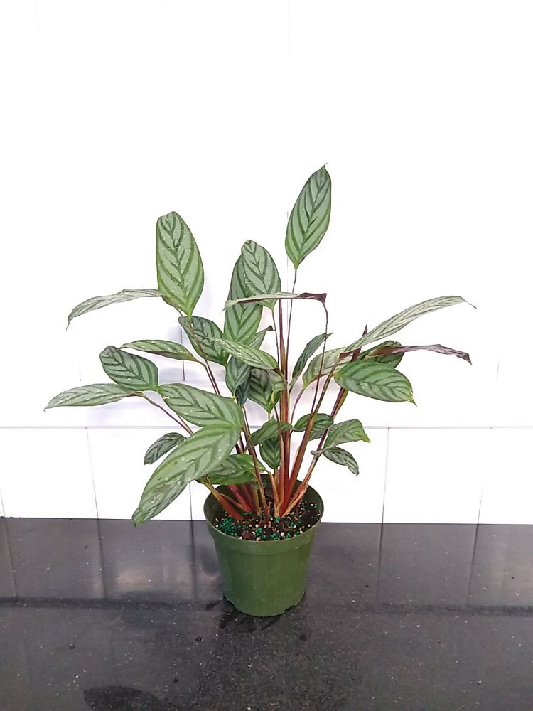 Calathea Setosa / Exotica | PlantVine