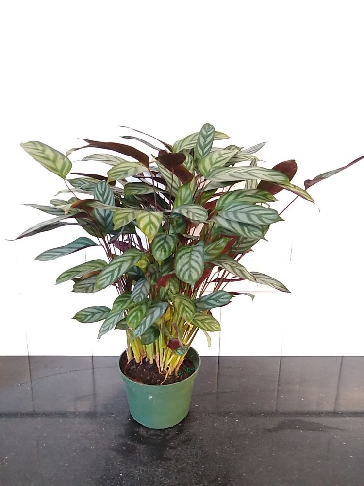Calathea Setosa / Exotica | PlantVine