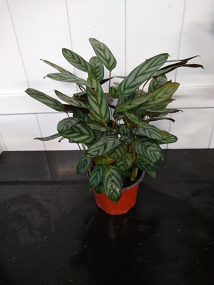 Calathea Setosa / Exotica | PlantVine