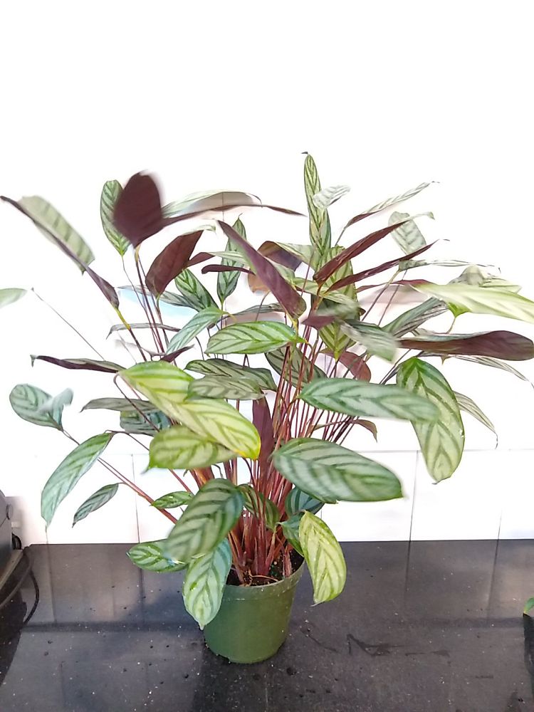 Calathea Setosa / Exotica | PlantVine