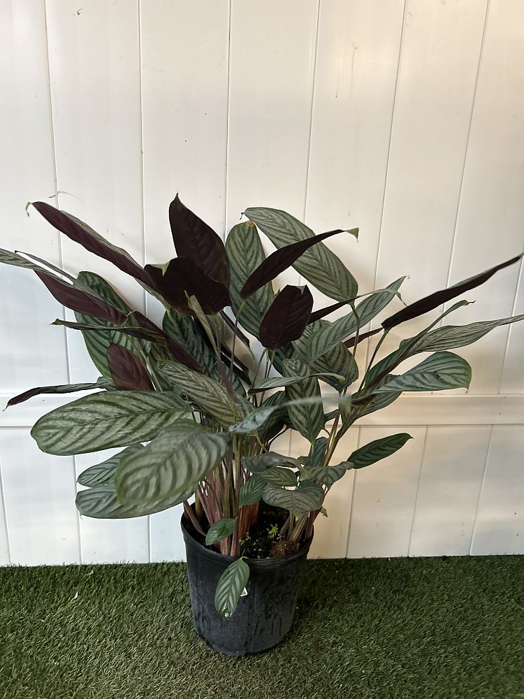 Calathea Setosa / Exotica | PlantVine