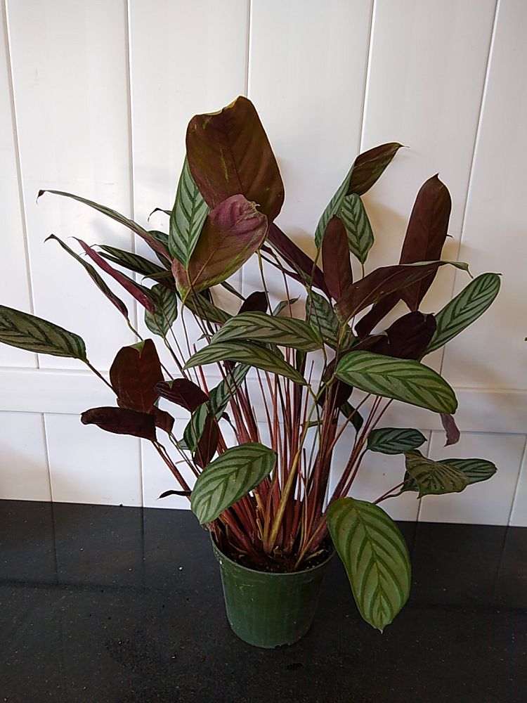 Calathea Setosa / Exotica | PlantVine