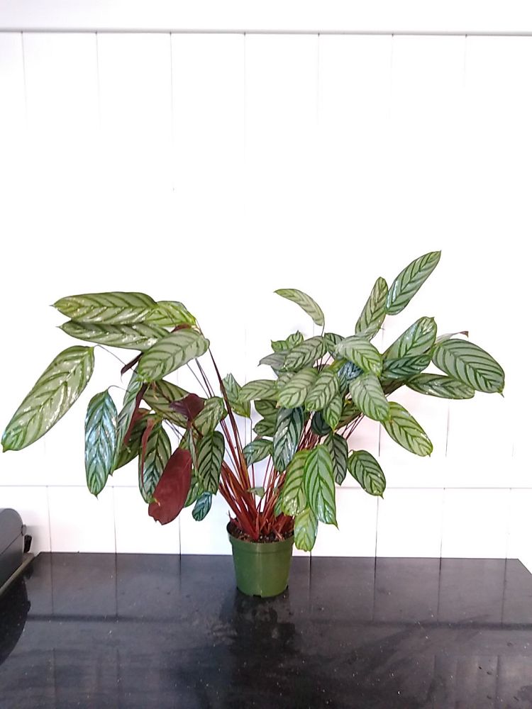 Calathea Setosa / Exotica | PlantVine