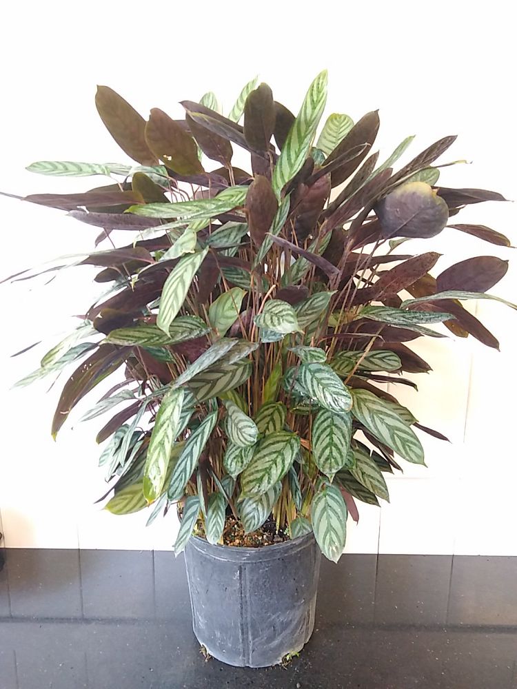 Calathea Setosa / Exotica | PlantVine