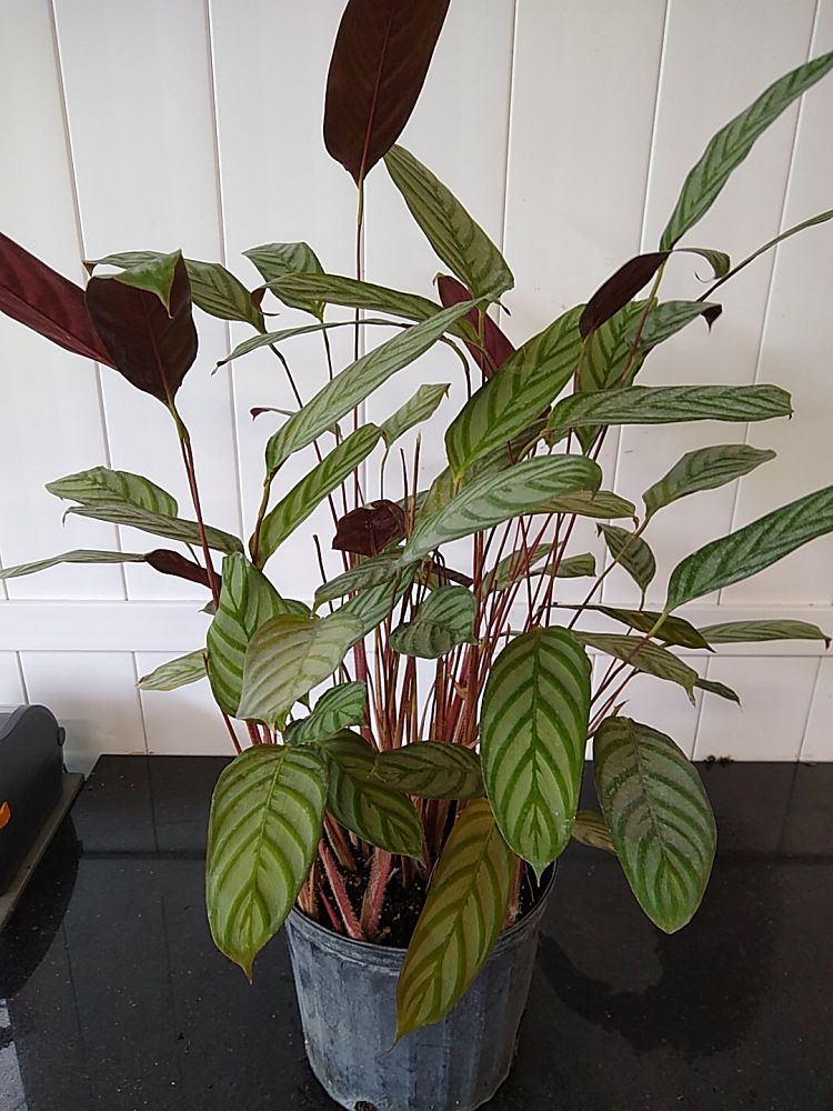 Calathea Setosa / Exotica | PlantVine