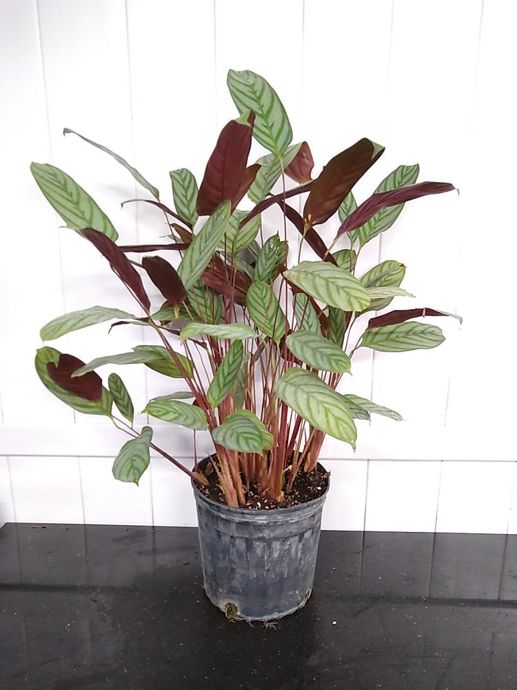 Calathea Setosa / Exotica | PlantVine