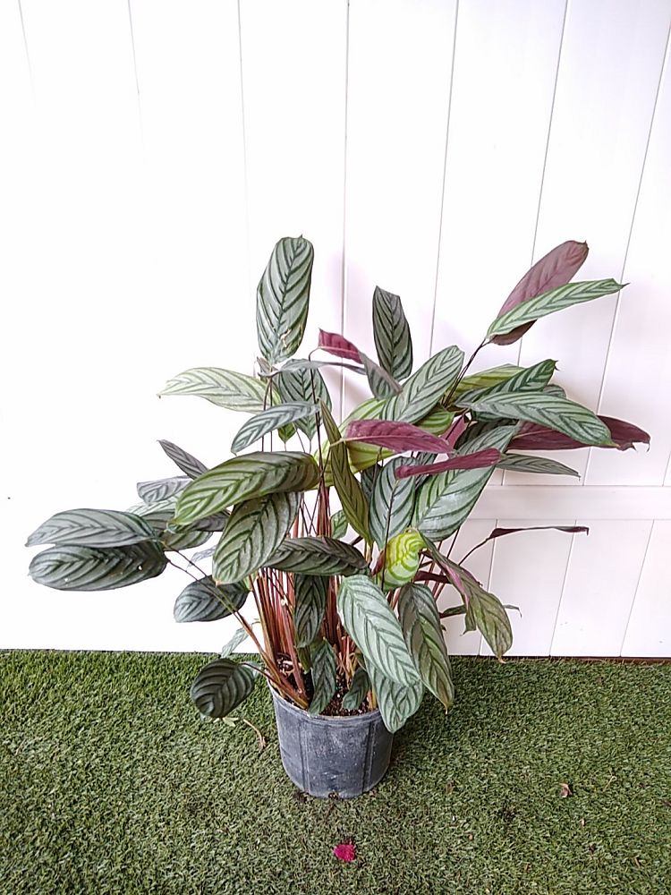 Calathea Setosa / Exotica | PlantVine