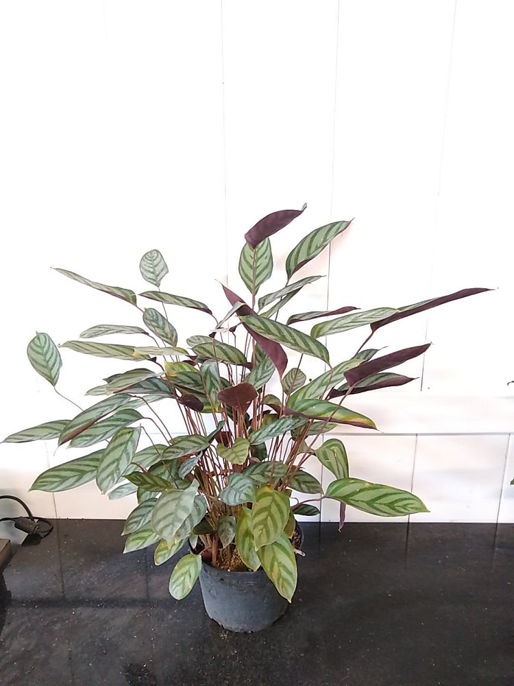 Calathea Setosa / Exotica | PlantVine