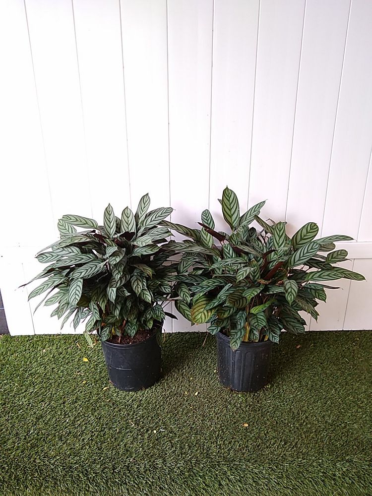 Calathea Setosa / Exotica | PlantVine