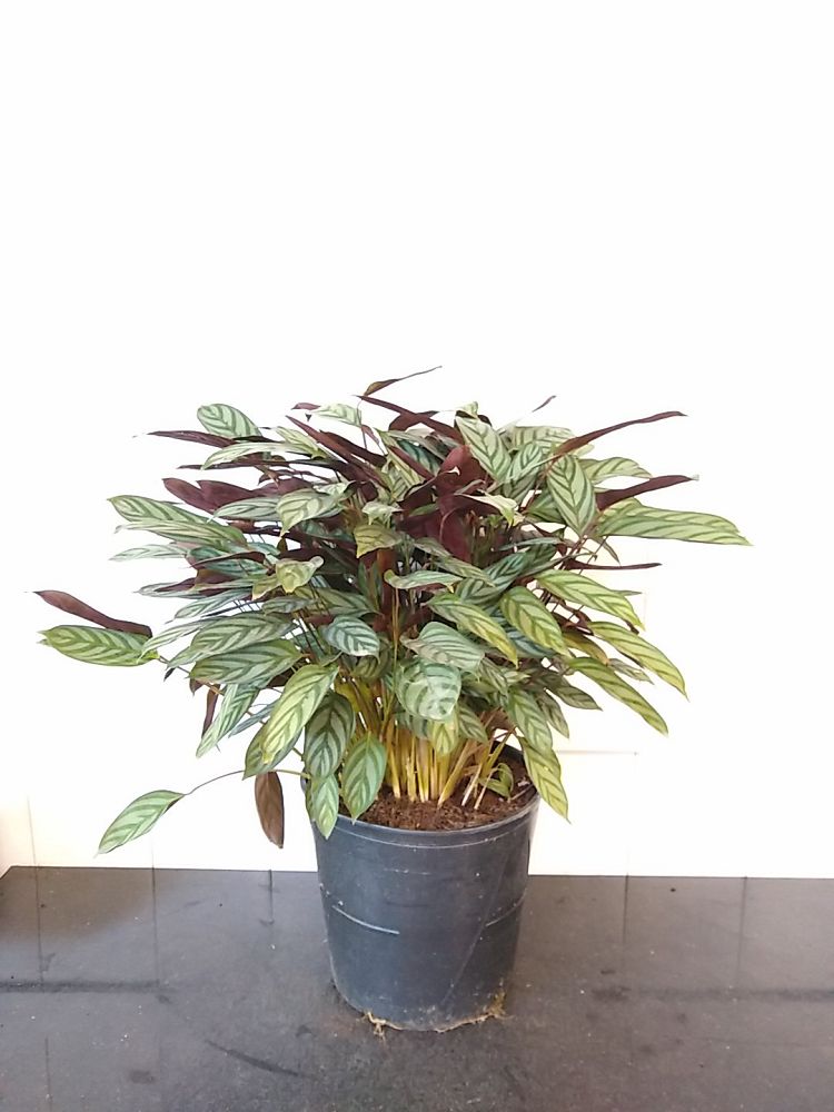 Calathea Setosa / Exotica | PlantVine