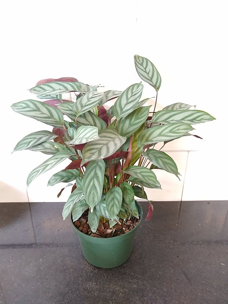 Calathea Setosa / Exotica | PlantVine