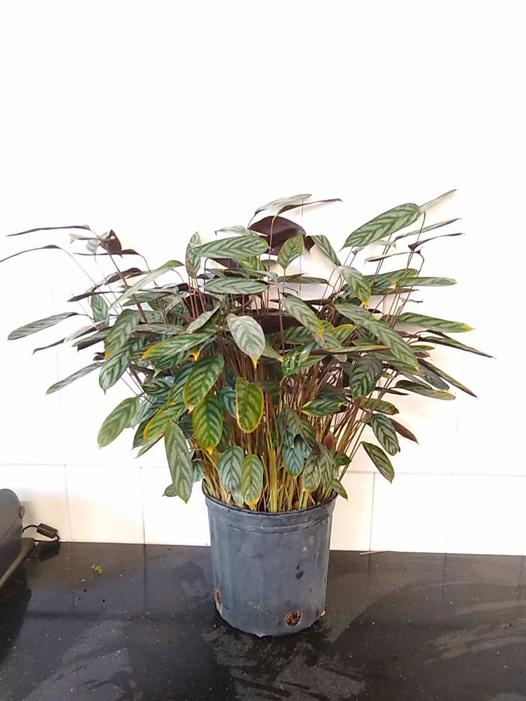 Calathea Setosa / Exotica | PlantVine