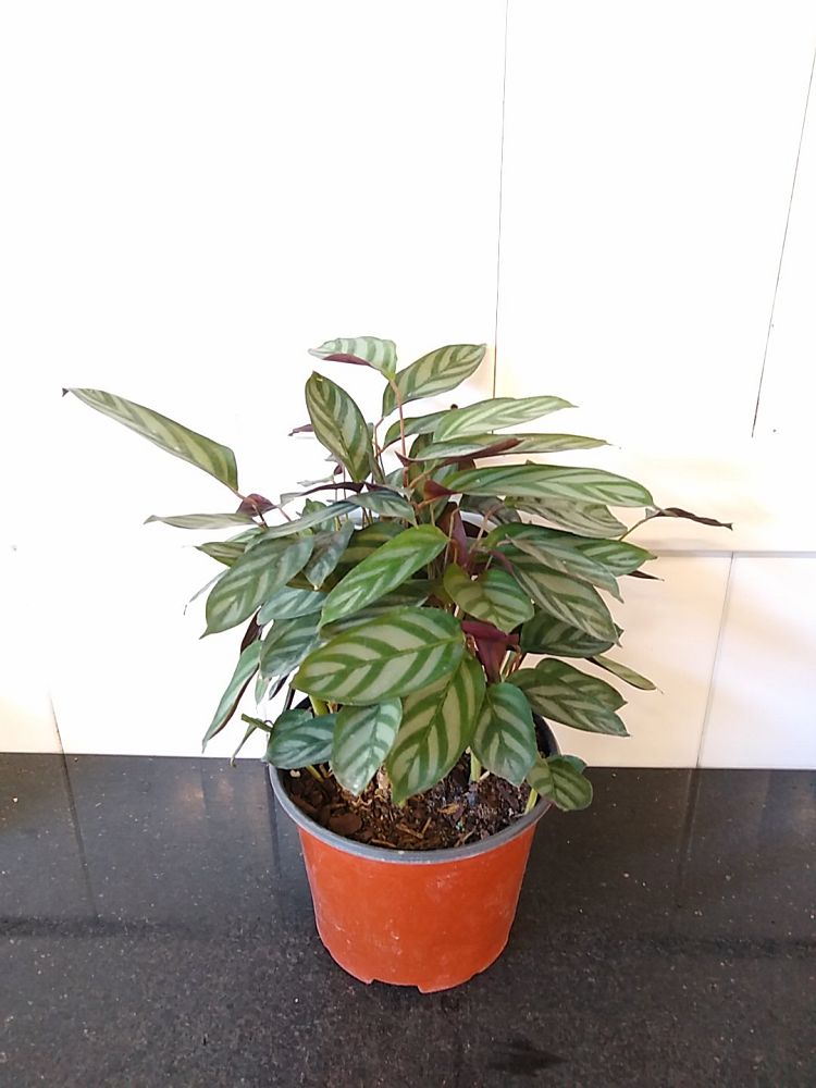 Calathea Setosa / Exotica | PlantVine