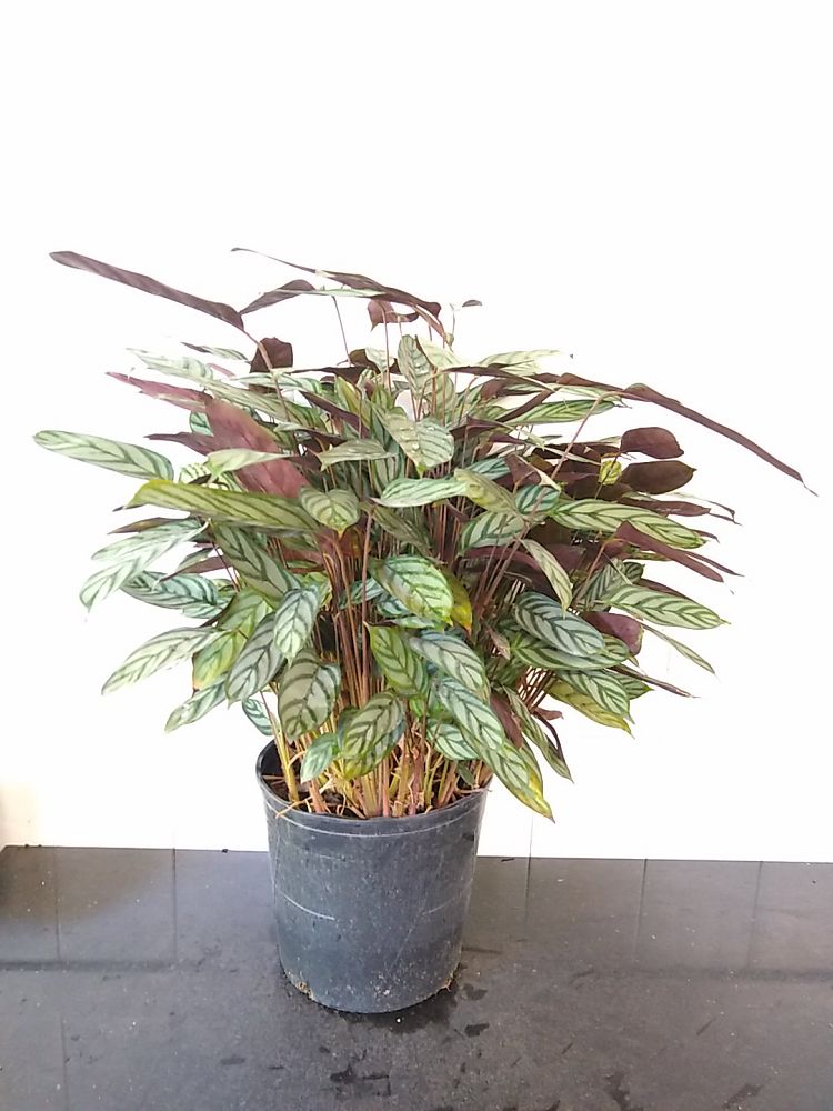 Calathea Setosa / Exotica | PlantVine