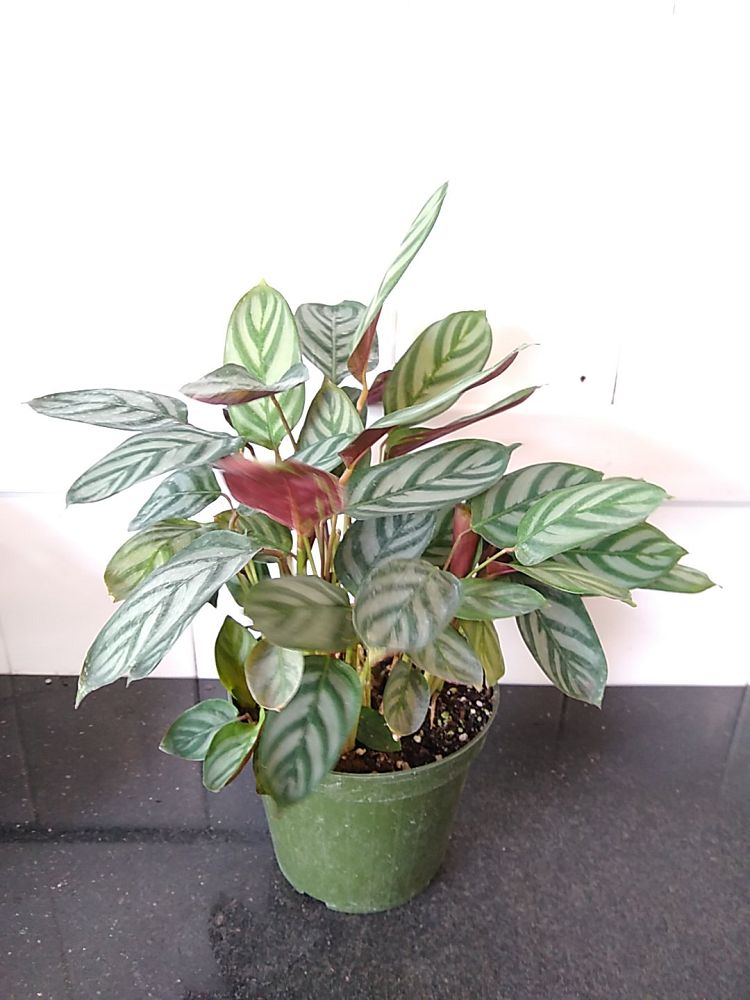 Calathea Setosa / Exotica | PlantVine