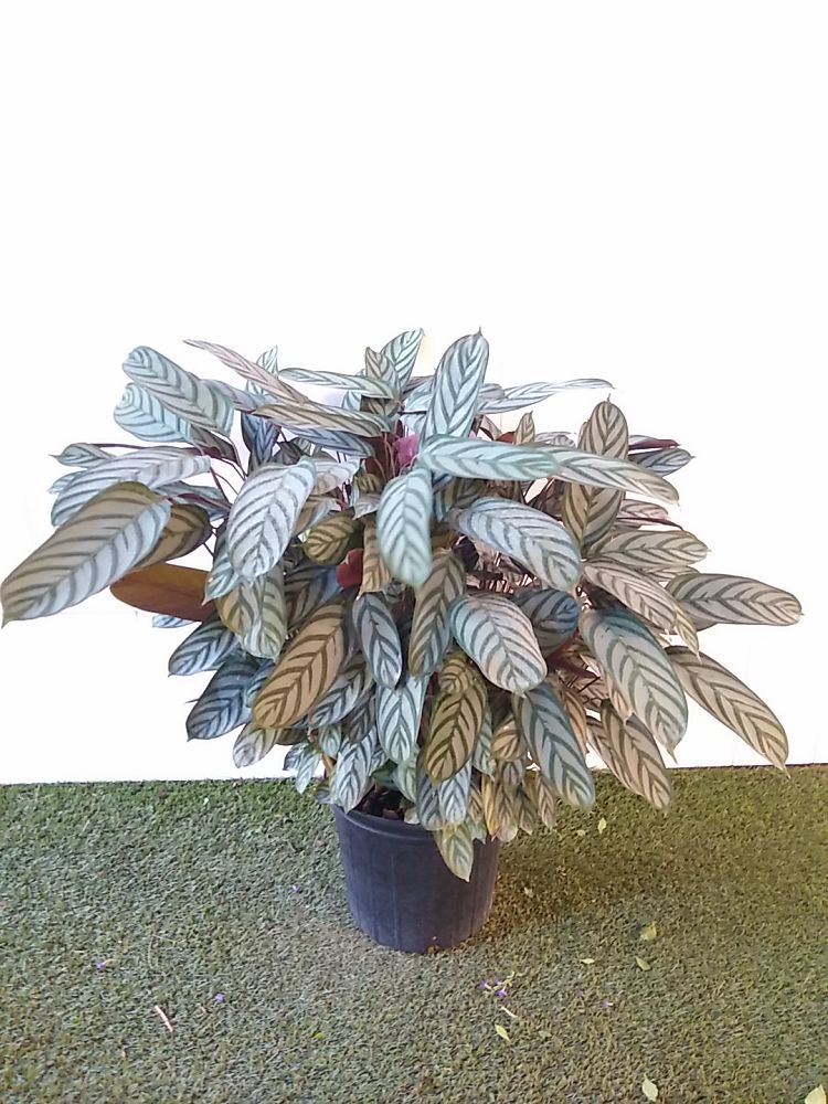 Calathea Setosa / Exotica | PlantVine