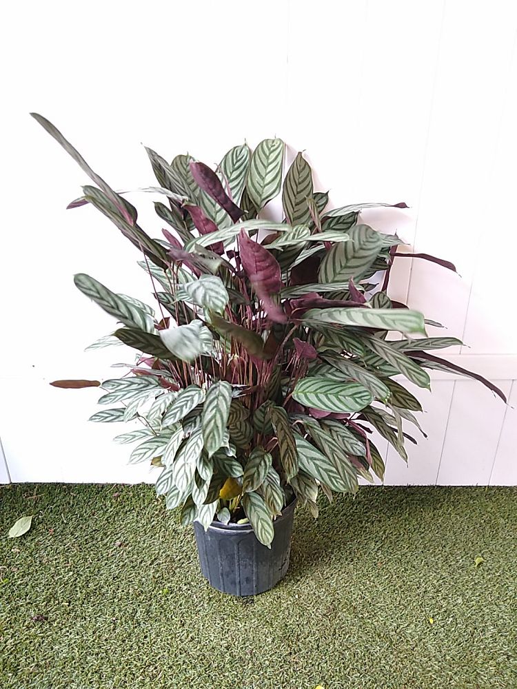 Calathea Setosa / Exotica | PlantVine