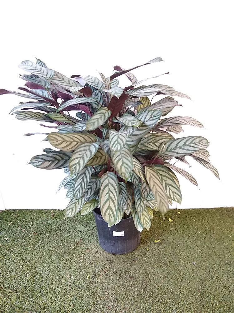 Calathea Setosa / Exotica | PlantVine