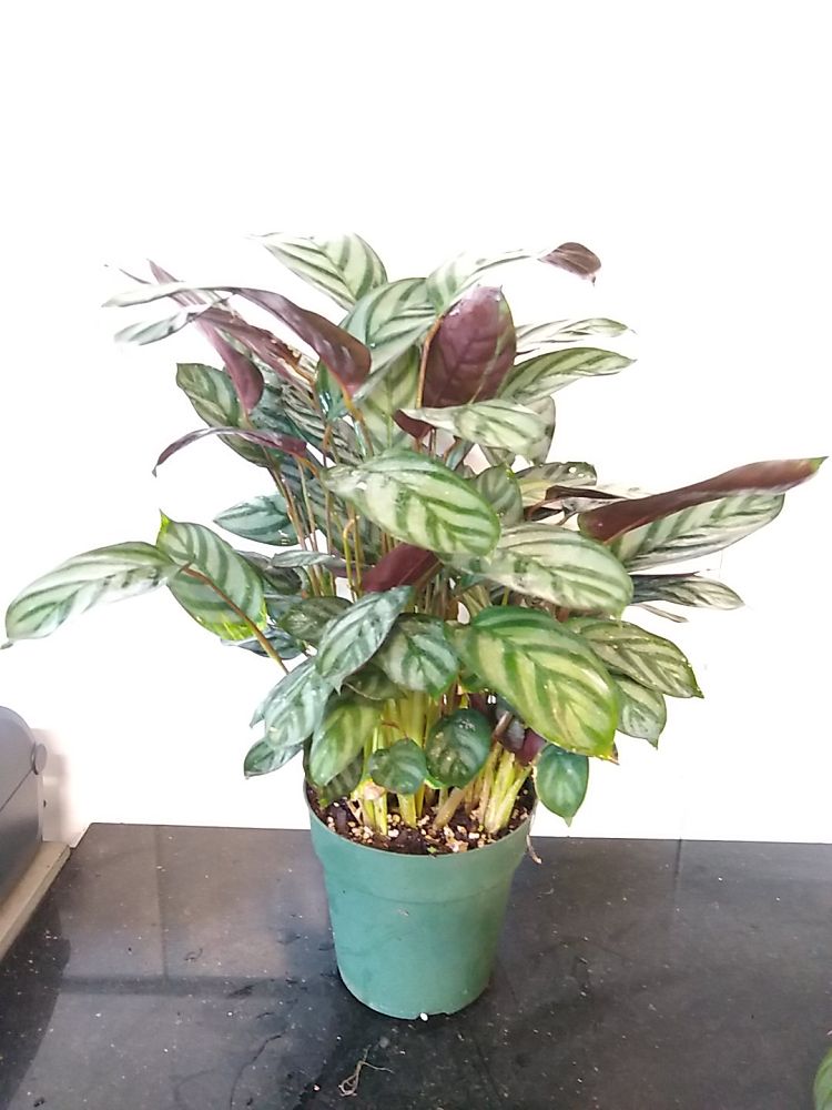 Calathea Setosa / Exotica | PlantVine